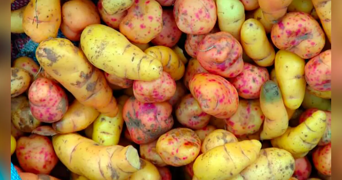 Olluco: Todos los beneficios del superalimento que protege tu piel