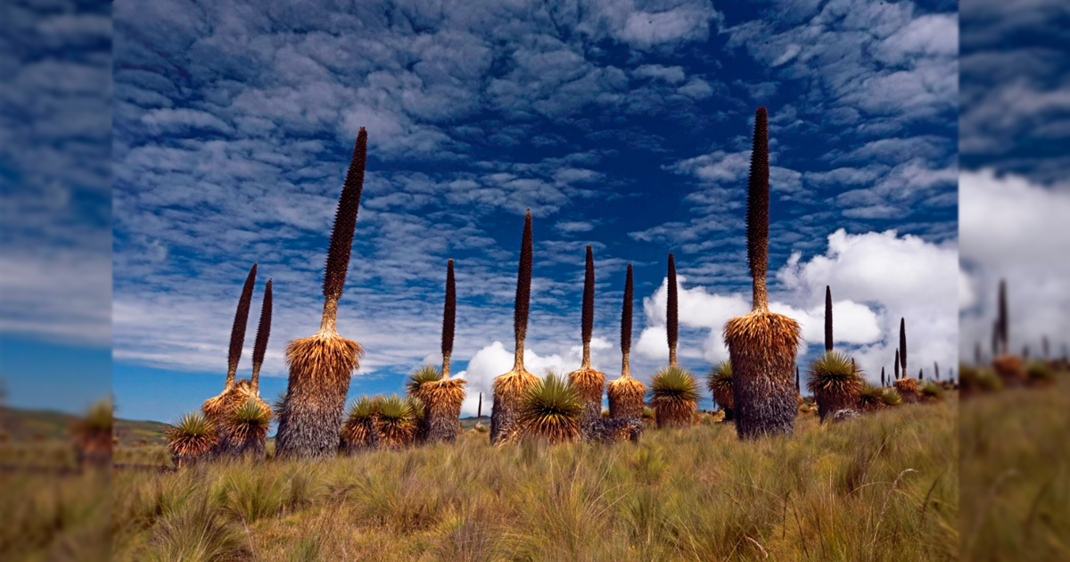 Santuario de Calipuy: Conoce este majestuoso atractivo ecoturístico en ...