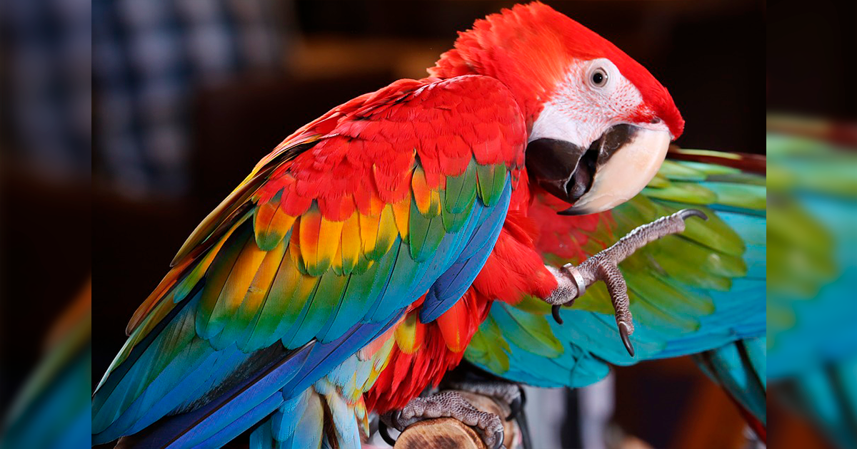 Conoce a las aves más representativas de la Amazonía peruana