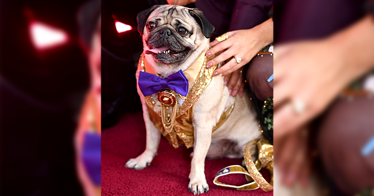 Doug The Pug, el perrito más famoso triunfa en los People's Choice ...