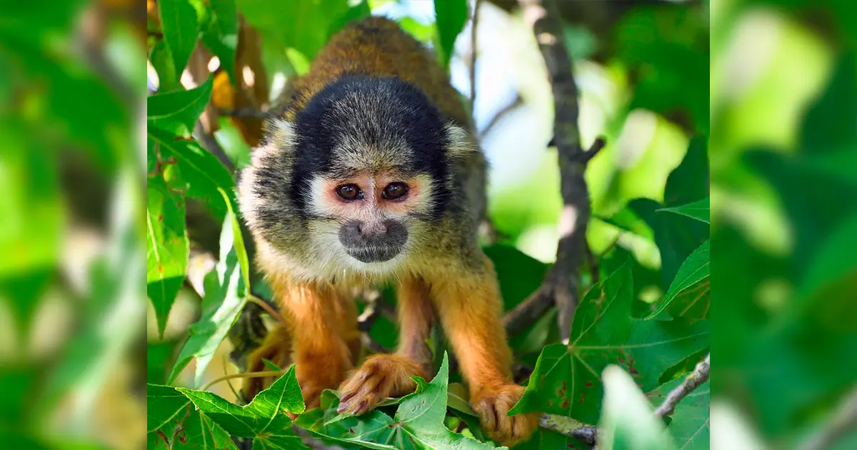 Protegerán 47 especies de monos en situación de amenaza en Perú