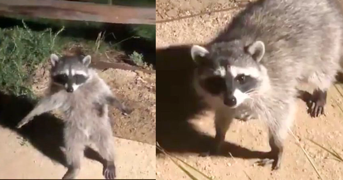 Mapaches se “congelaron” para no ser vistos por humano [VIDEO]
