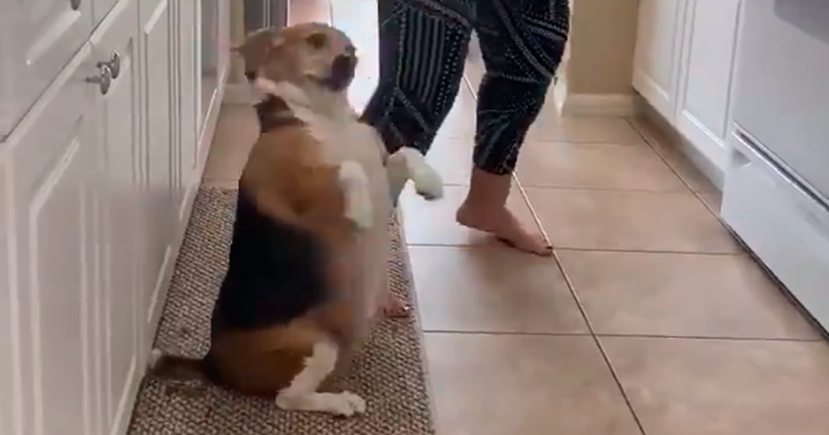 Perro sorprende por su increíble ritmo para bailar canción de Daddy ...