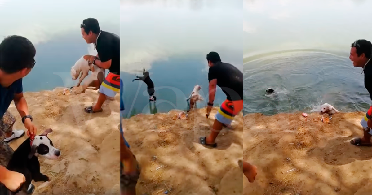 Piura: Perritos se salvan tras ser arrojados al río por desalmados ...