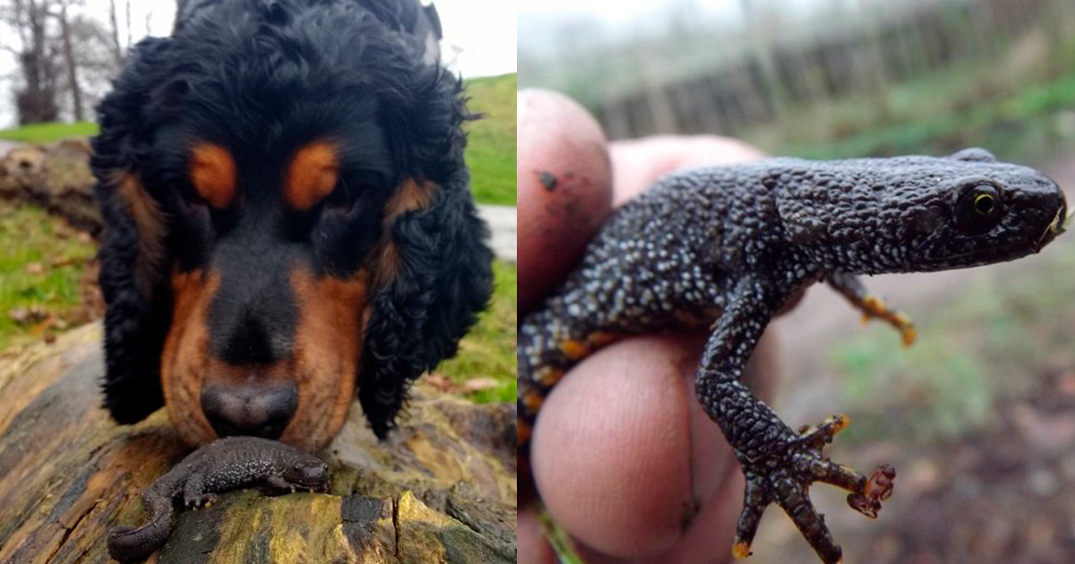 Conozca al primer perro de detección de tritones con cresta del mundo ...