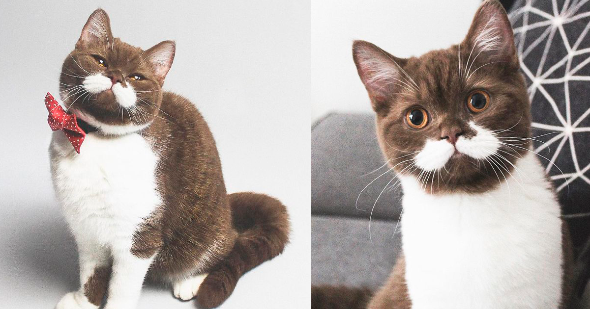 Gringo, el gatito que se volvió famoso por su maravilloso bigote blanco