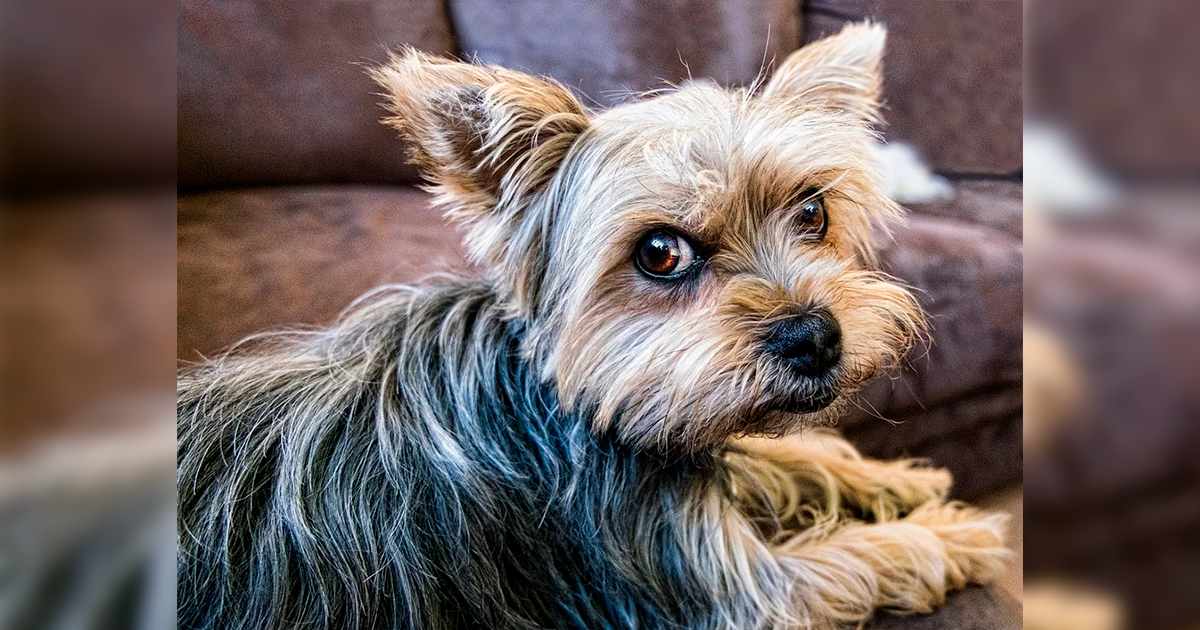 20 nombres curiosos para perritos machos con la letra W