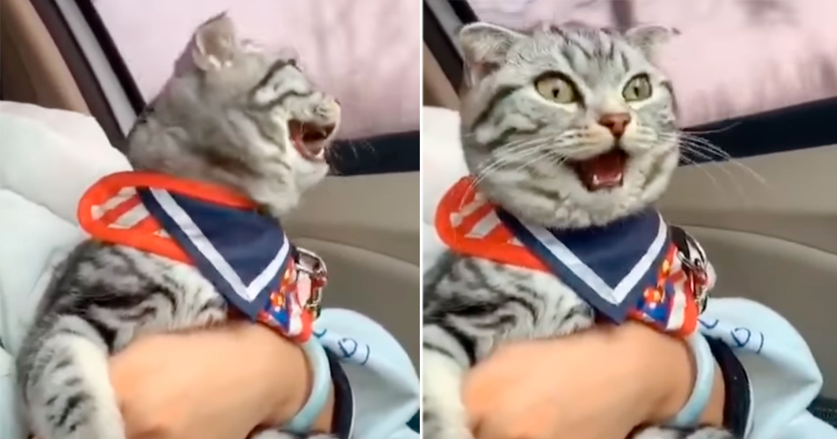 Gatito emocionado da paseo en auto por primera vez y enternece a ...
