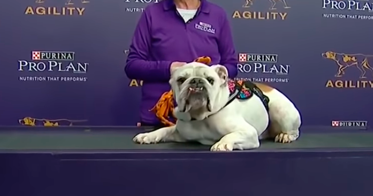 Robusto bulldog dejó con la boca abierta a los jurados en una prueba de ...