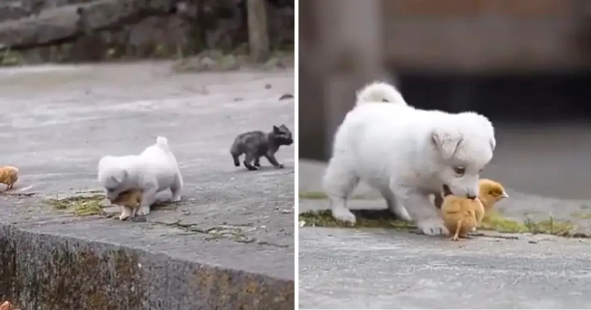 Tierno cachorro solo quiere perseguir a unos pollitos hasta llevárselos ...