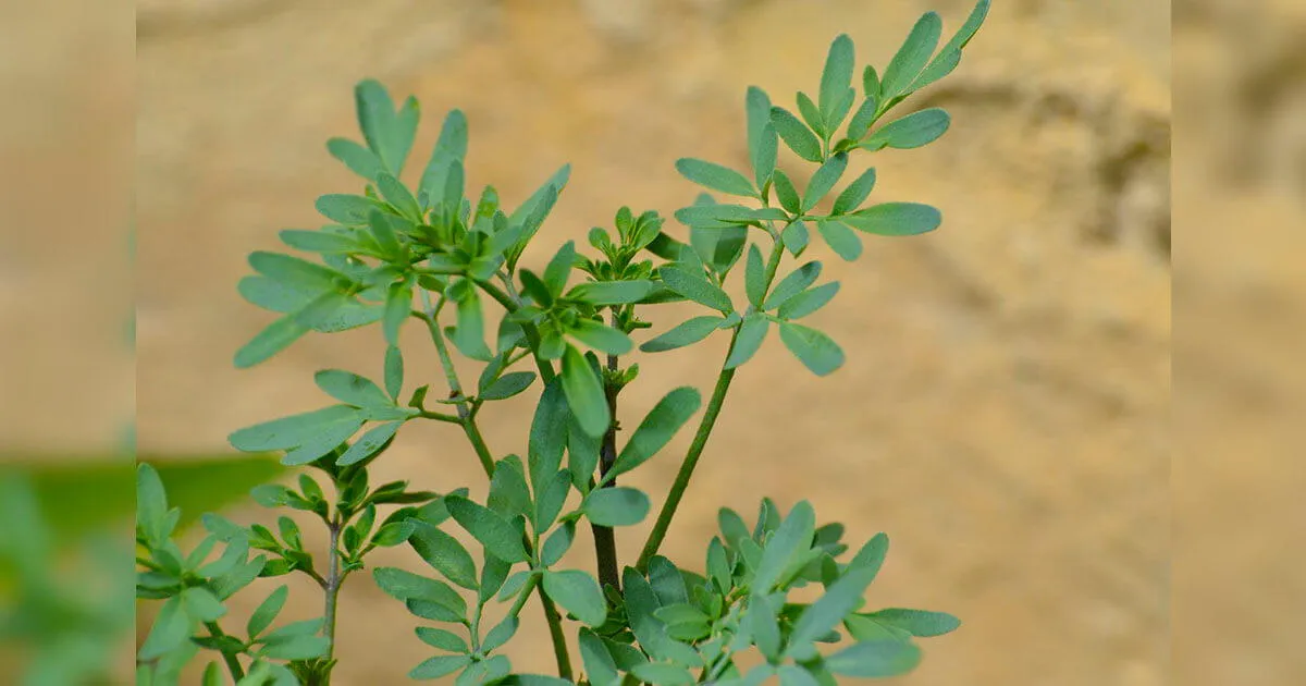 Conoce los beneficios medicinales y usos importantes de la ruda