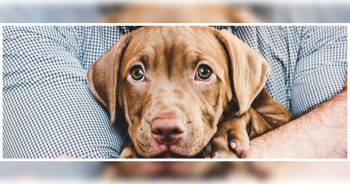 ¿Por qué tener un perro da buena suerte? ¡Conoce su poder!