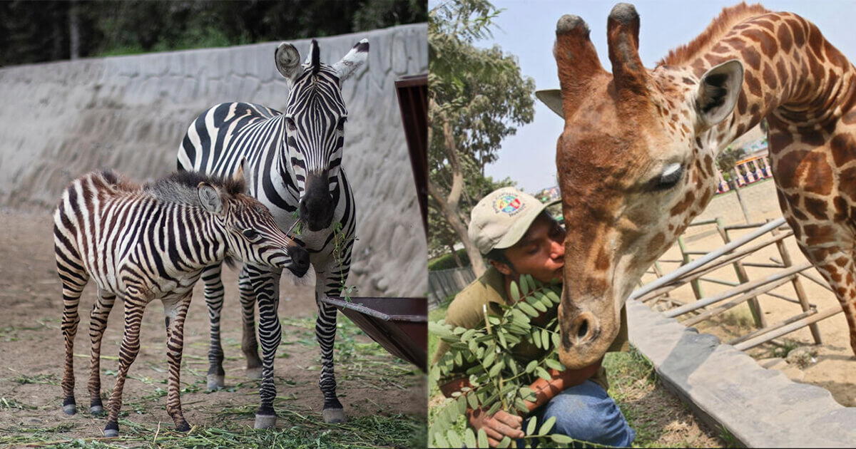 Zoológico de Huachipa lanza preventa de entradas para alimentar a más de mil animales