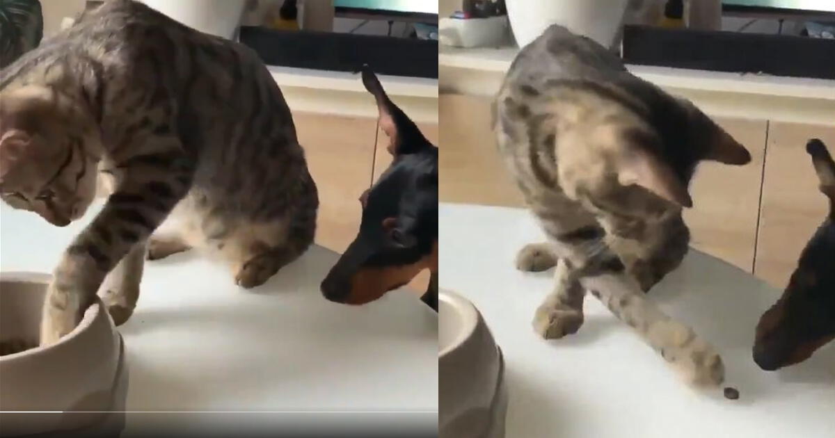 Gato comparte comida con su amigo perro y enternece las redes [VIDEO]