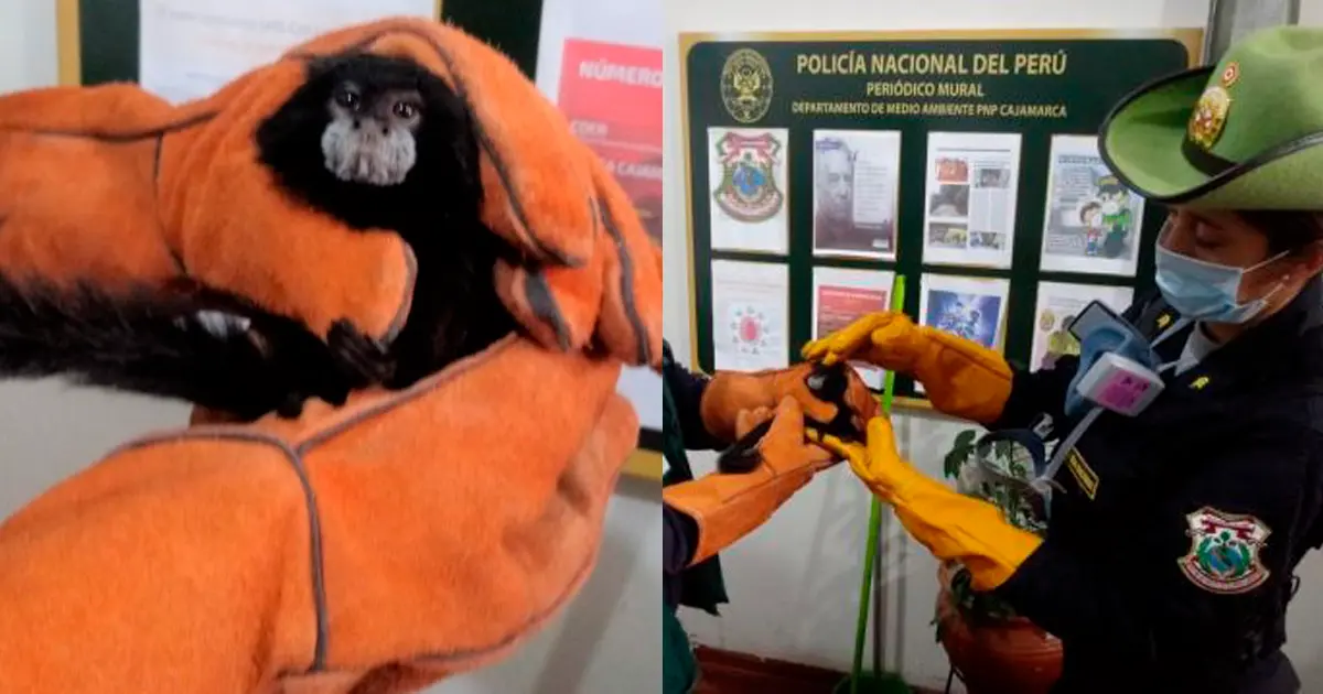 Rescatan a un mono pichico en Cajamarca que era ofertado en las redes ...
