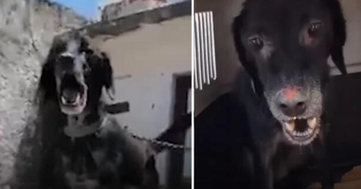 Perro que vivió amarrado en techo de una casa luce irreconocible tras ...