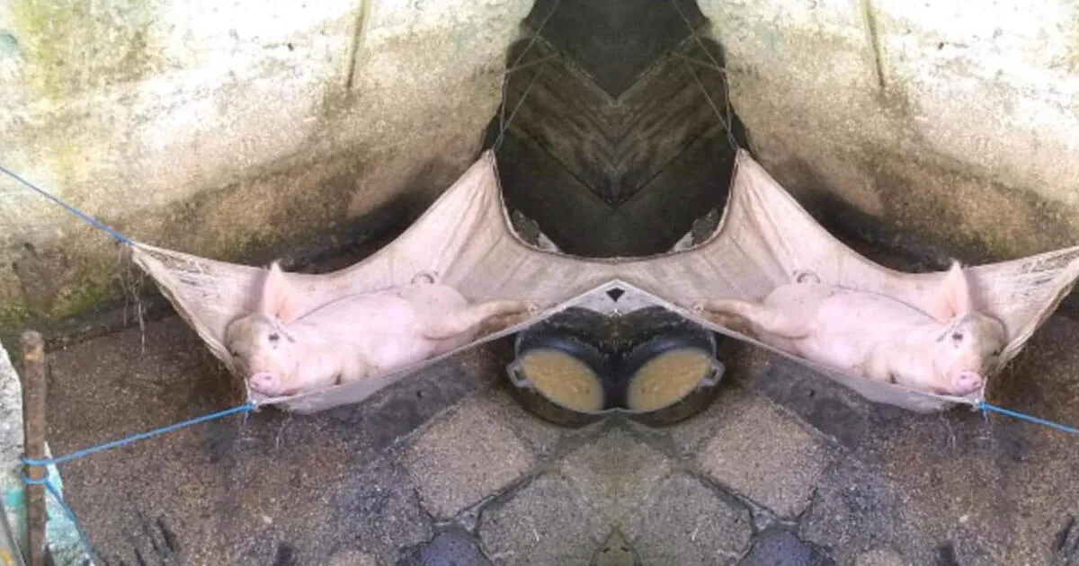 Sorprenden a un cerdito descansando plácidamente sobre una hamaca