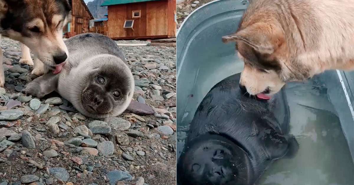 Perro cuida y protege a una foca bebé que sus dueños científicos ...