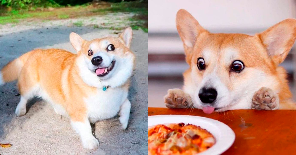 Conozca a Gen, el perro con el rostro más expresivo que conquista las ...