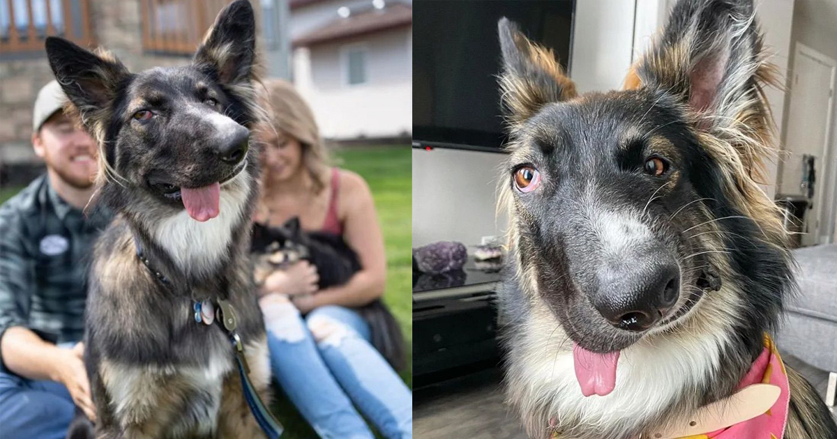 Conoce a Brodie, el perro de "cara graciosa" que se rehabilita ayudando ...