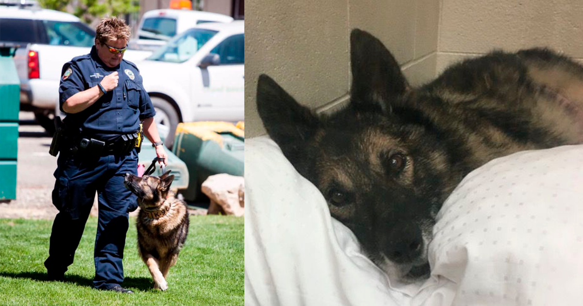 Joker, el perro policía retirado con un tumor cerebral recibe el apoyo ...
