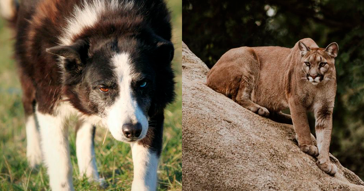 Perro arriesgó su vida para salvar a un niño de 10 años del feroz ...