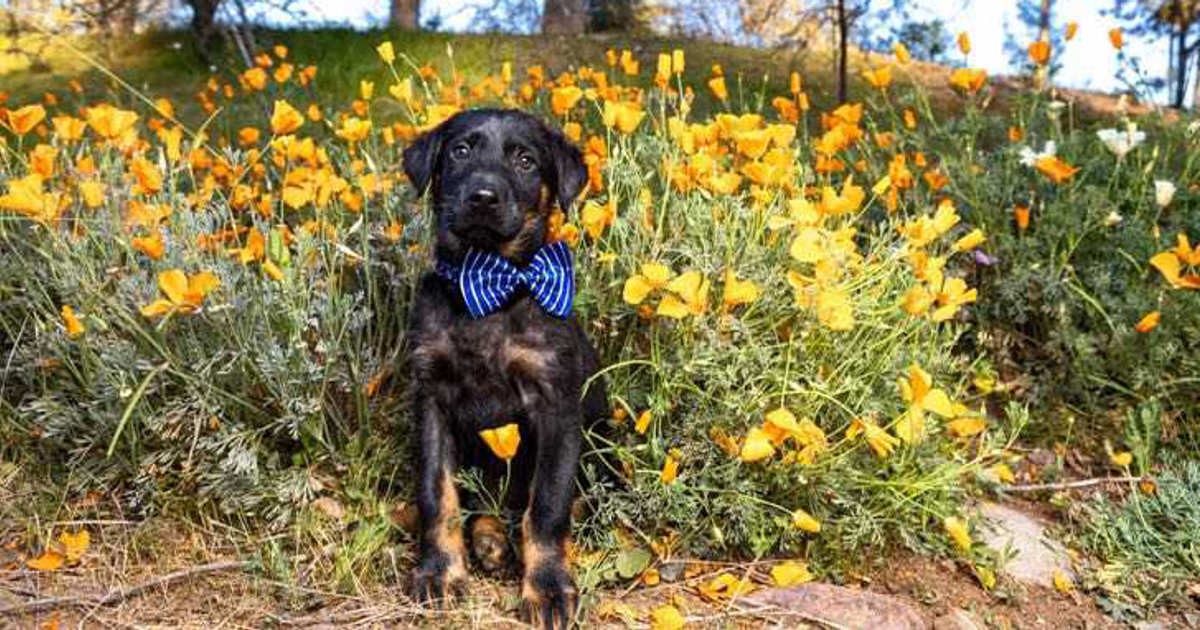 Perrito se puso corbata para el día de su adopción, pero lo dejaron ...