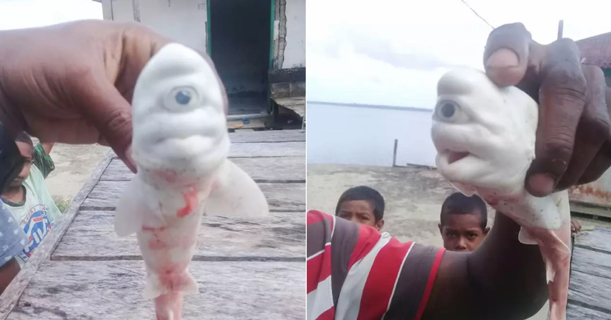 Pescador encuentra un tiburón albino cíclope: "Nunca había visto uno así"