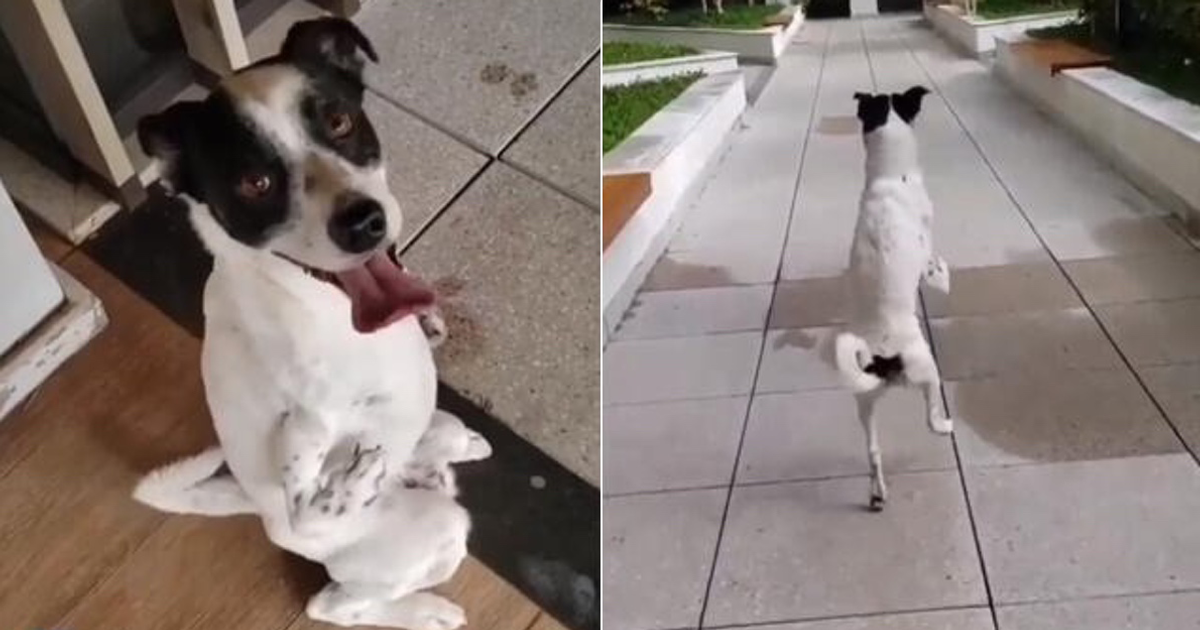 Perrito que nació con las patas torcidas aprendió a caminar a su modo
