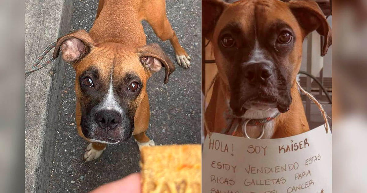 Kaiser, el perrito con cáncer que vende galletas para costear su ...