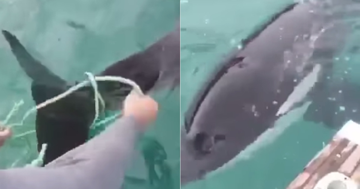 Mamá orca rescató a su cría que había quedado atrapada en una red