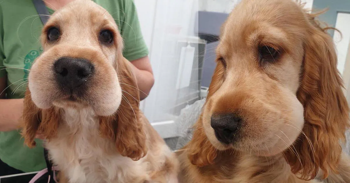 Perrita creyó que las abejas son comestibles y terminó hinchada