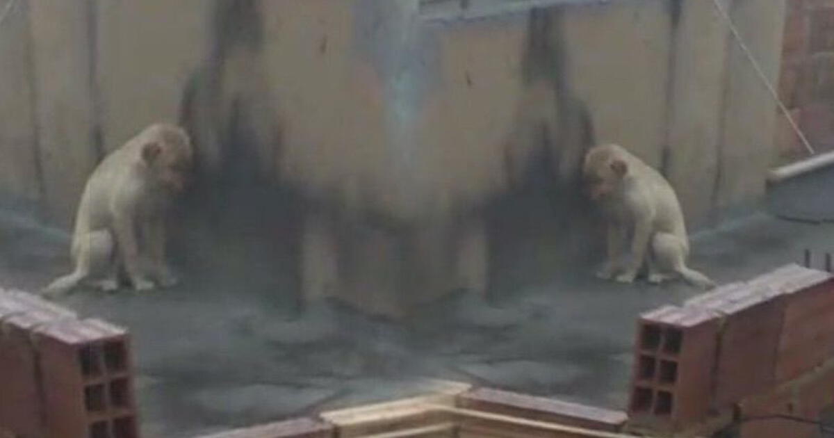 Denuncian a dueños por maltrato: Su perro se 'muere' de hambre bajo la ...