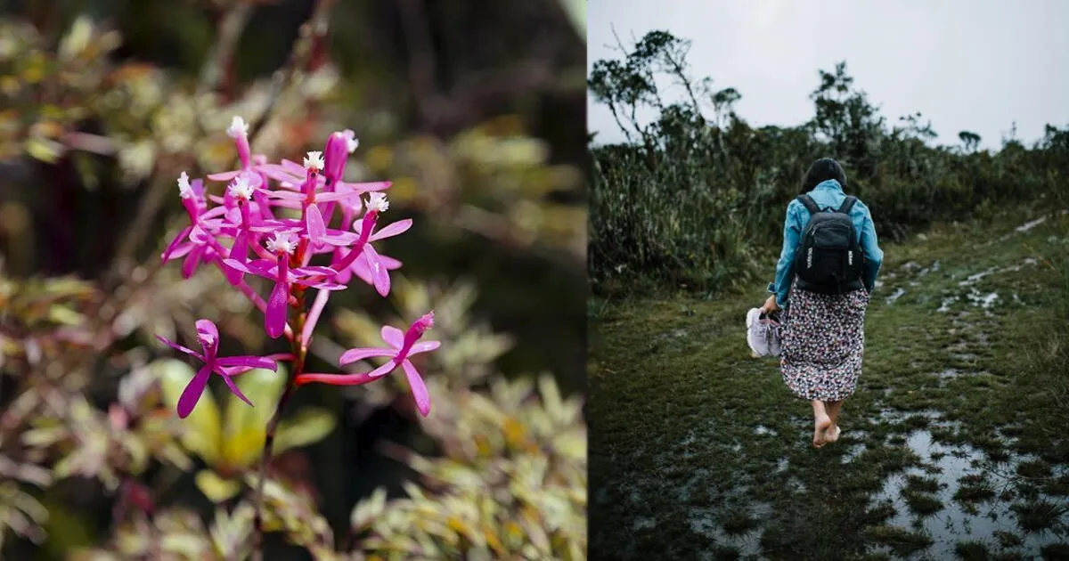 Bosque Shollet: el edén natural escondido en Pasco ya recibe a visitantes