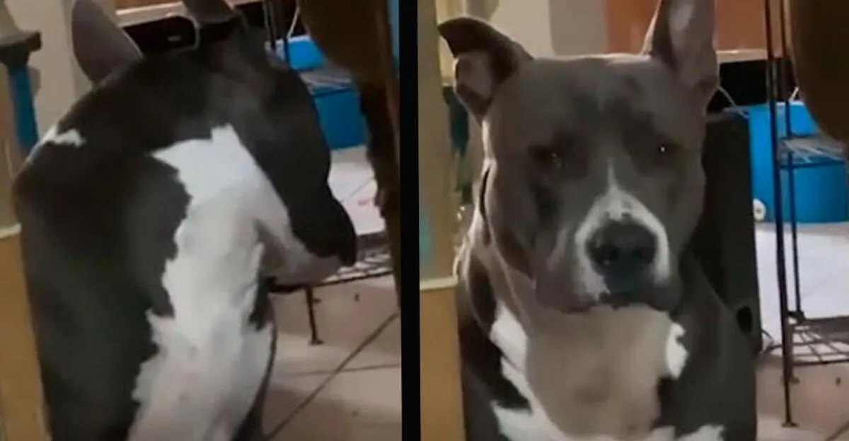 Perrito resentido tiene inusual comportamiento con su dueña en video viral