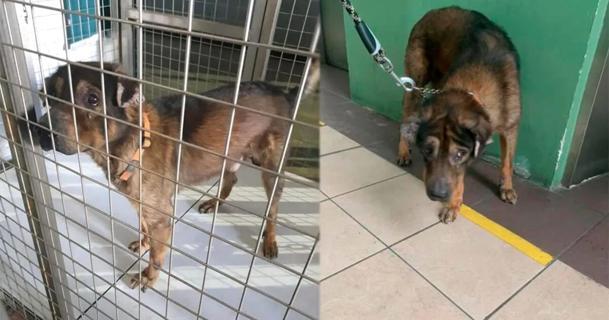 Perrito permaneció encerrado durante 10 años en una diminuta jaula