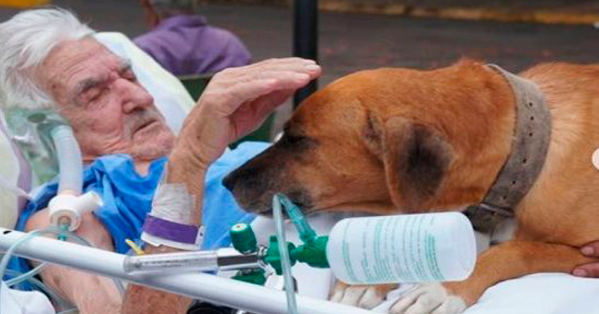 Perrito visita a su dueño que está hospitalizado y logra reanimarlo