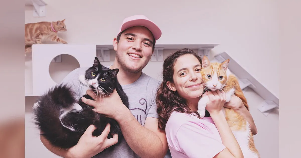Los gatos y sus distintas relaciones con los humanos