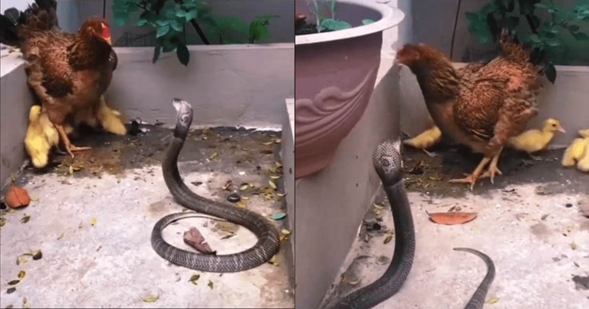 Gallina se enfrentó a peligrosa cobra que intentaba comerse a unos ...