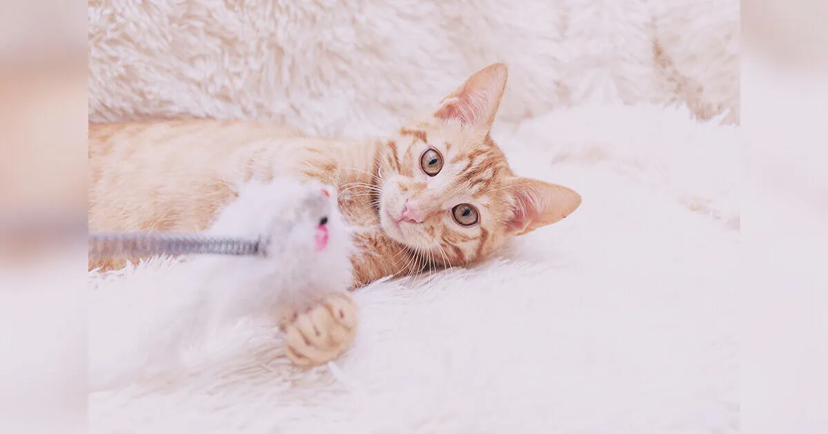 La importancia de jugar con tu gato