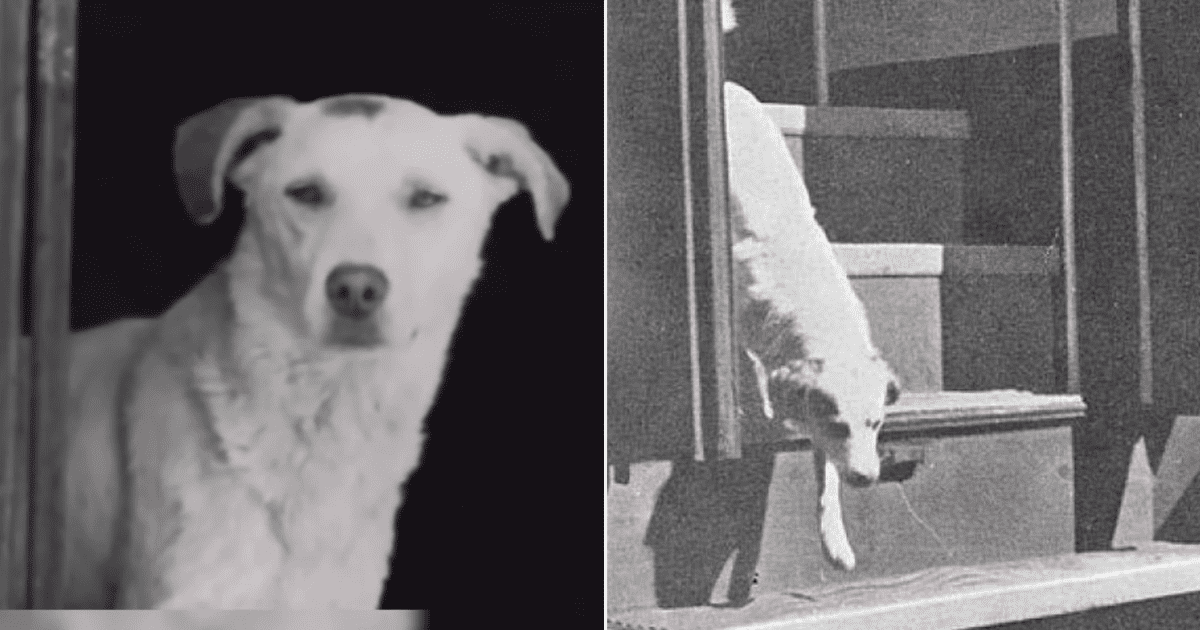 La historia de "Lampo", el perro que viajaba en tren diariamente para ...