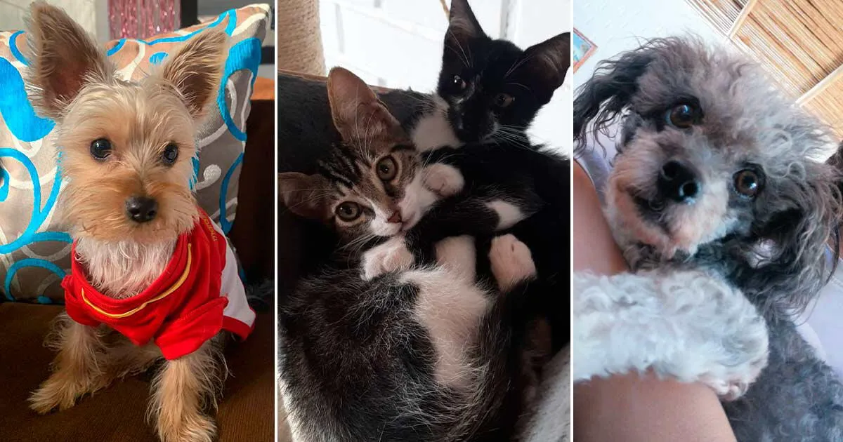 Sepa cómo hacer para que su mascota tenga DNI