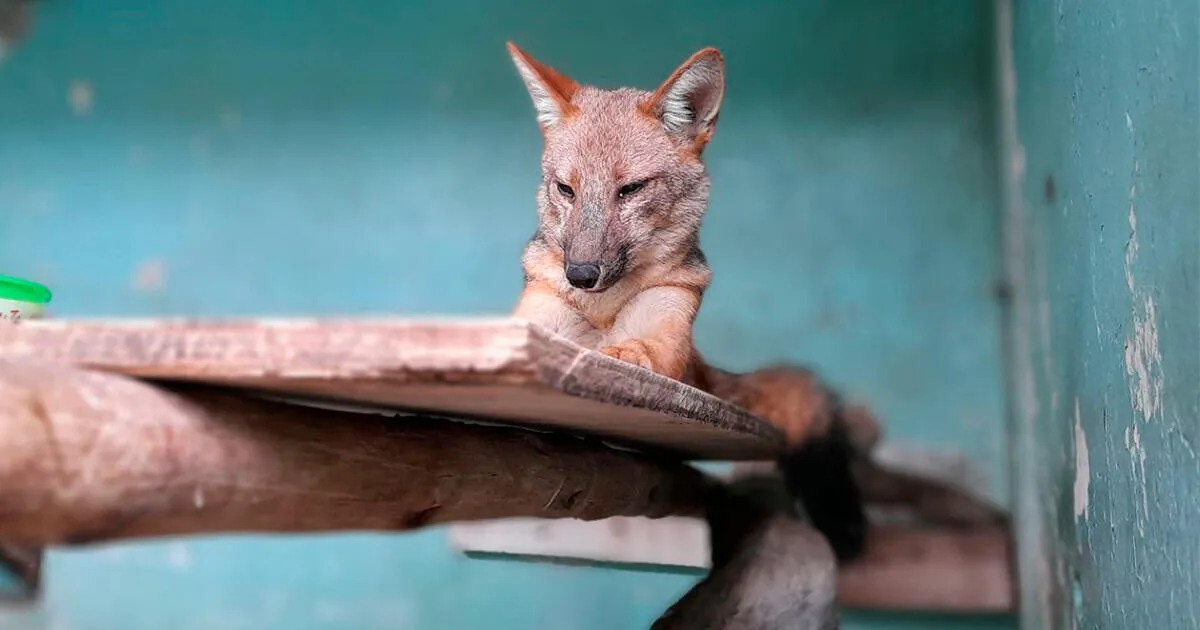 ¿Cómo se encuentra el zorrito 'Run Run' en el Parque de las Leyendas?