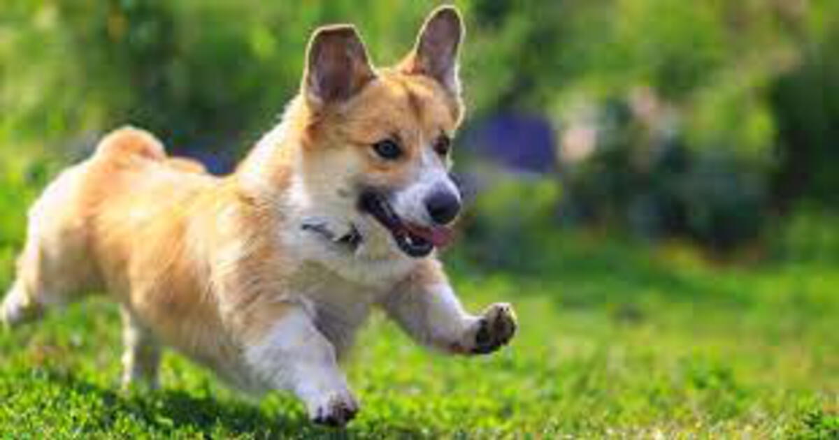 ¿Conoces el verdadero significado se soñar con tu perro?