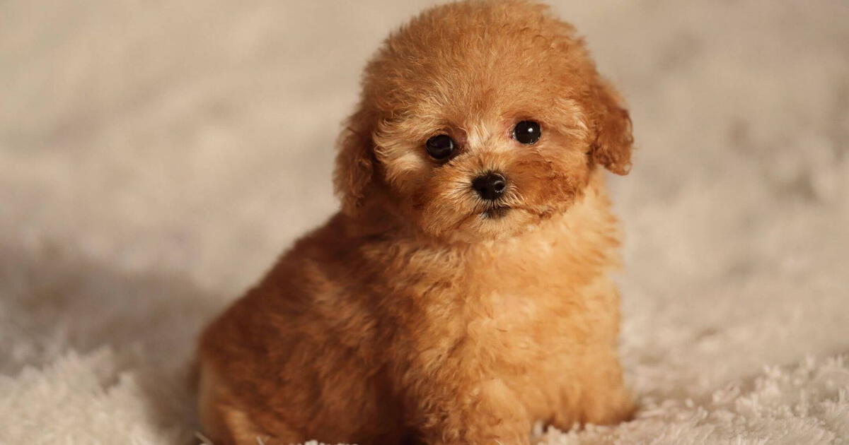 Perritos 'mini toy': 9 razones por las que no debes comprar uno