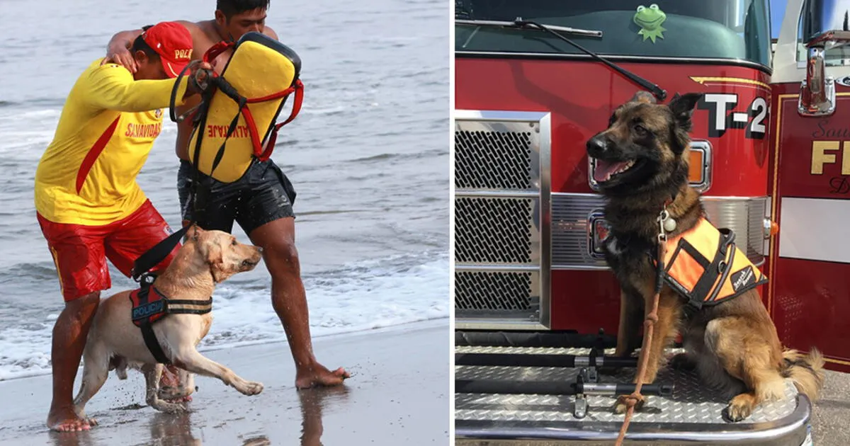 ¿Cuál es la labor de un perro bombero y qué razas son ideales para ...