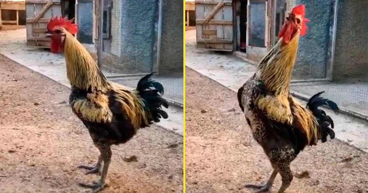 Gallito se vuelve viral en las redes tras 'cantar' el gol | VIDEO