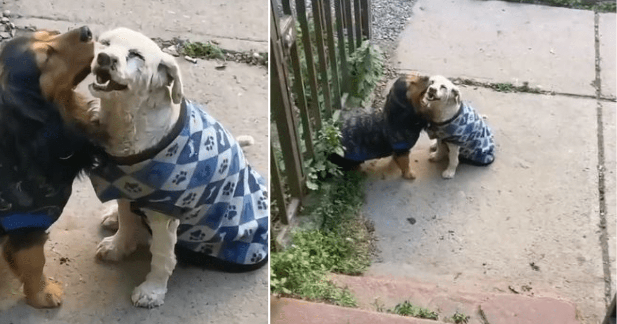 Perros son vistos dándose besos de manera apasionada: "Estos podríamos ...