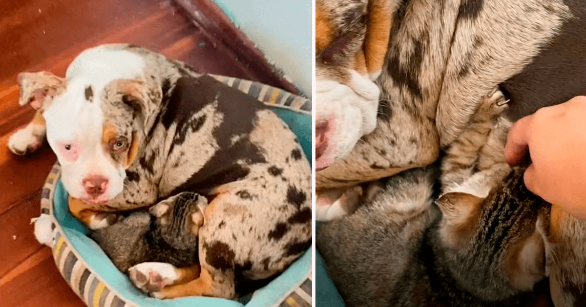 Tiktok Viral: Bebe gatuno se confunde de mamá y perrita termina dándole ...