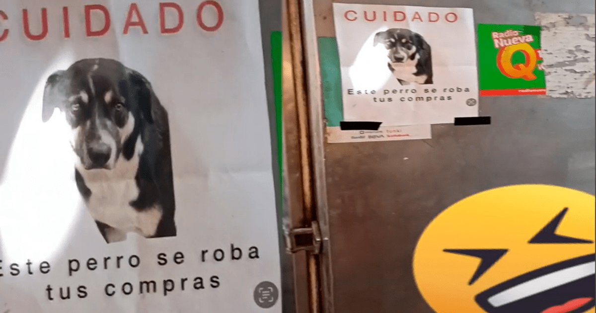 PERRO se vuelve tendencia por ser acusado de ladrón | VIDEO